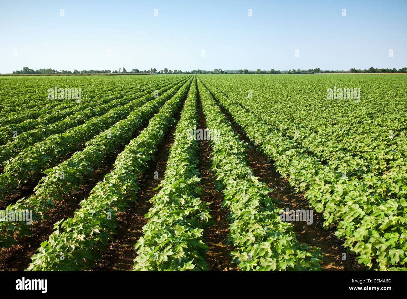 Large field of mid growth Bollguard II Roundup Ready Flex cotton at ...