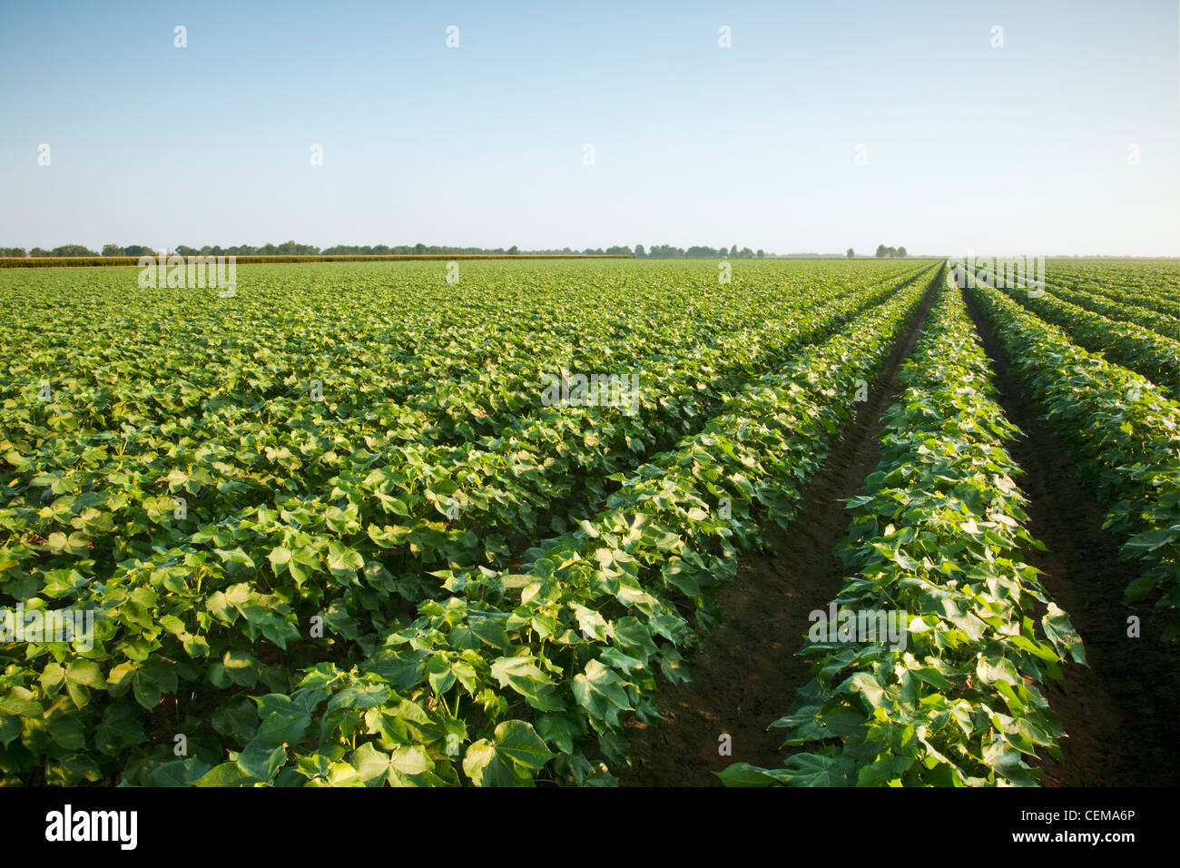 Large field of mid growth Bollguard II Roundup Ready Flex cotton at ...