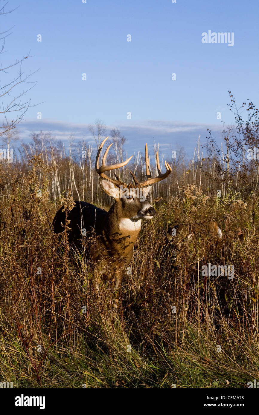 White-tailed buck in autumn Stock Photo - Alamy