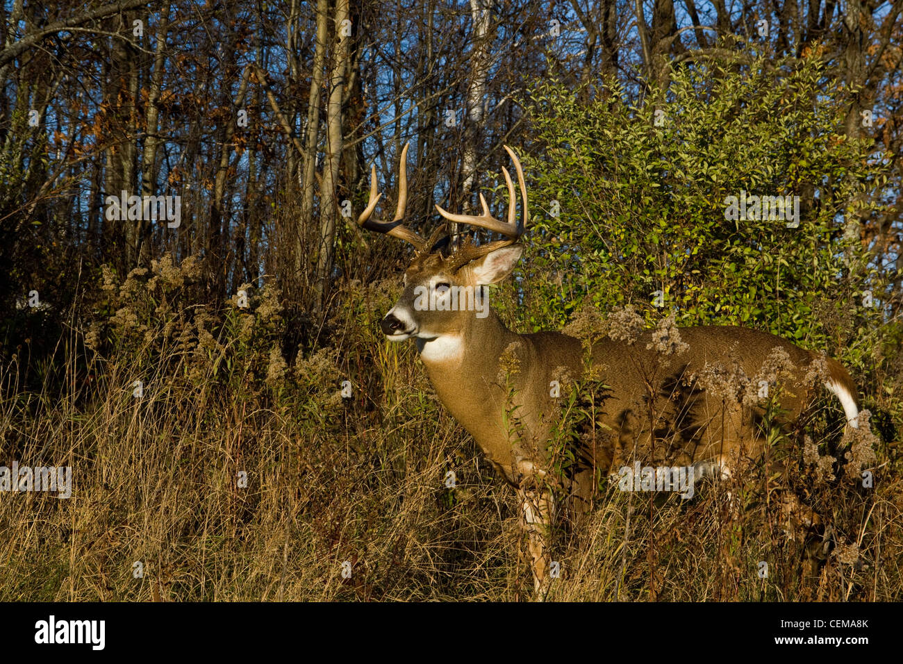White-tailed buck in autumn Stock Photo - Alamy