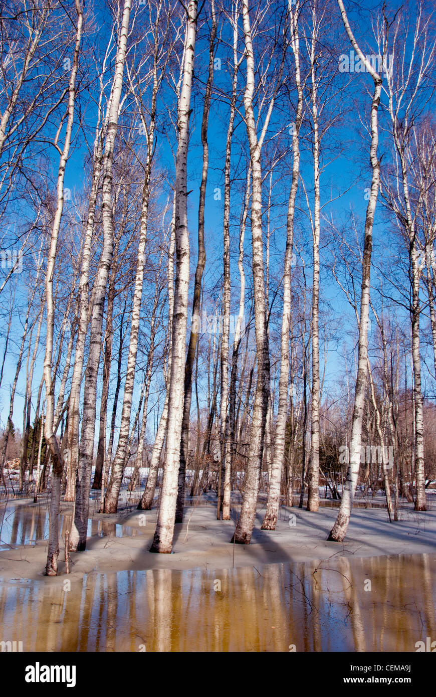 Melting snow ice in spring birch forest. Birch trunks black and white ...