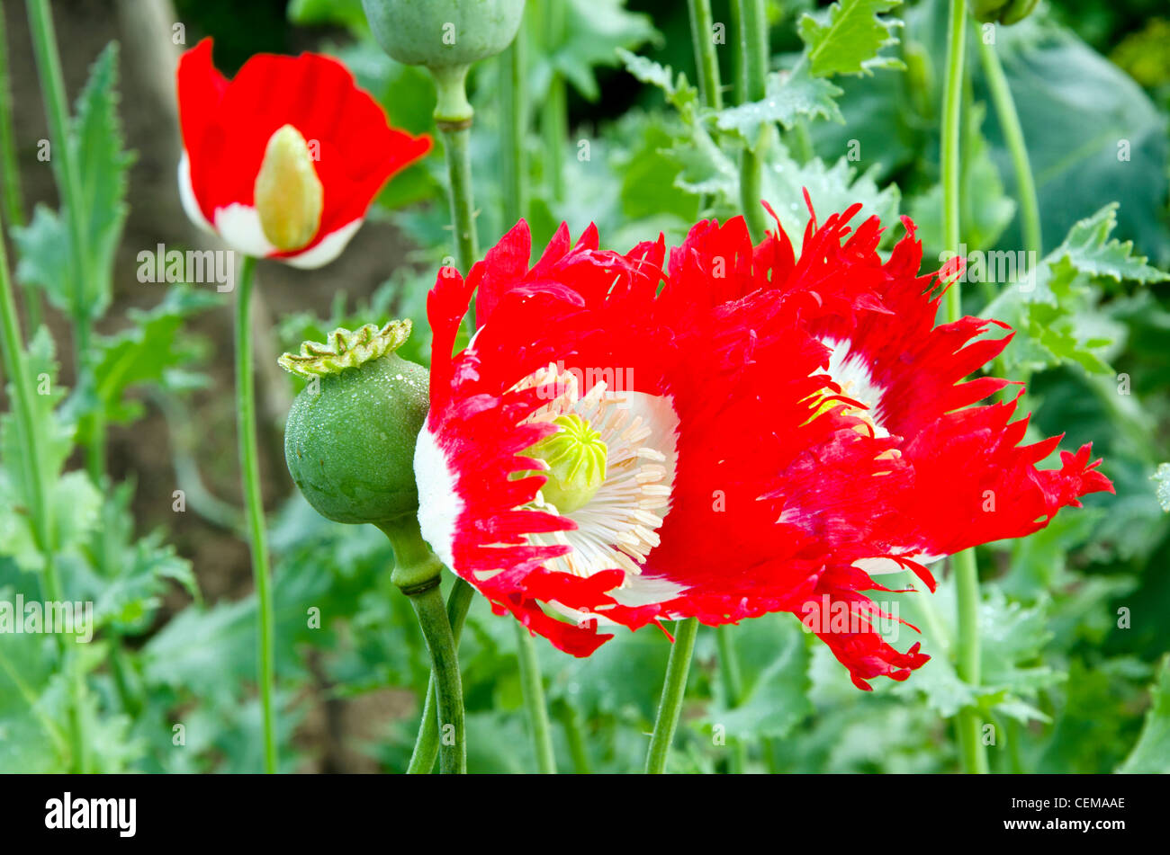 Blooming poppy flower bud closeup natural backdrop background Stock ...