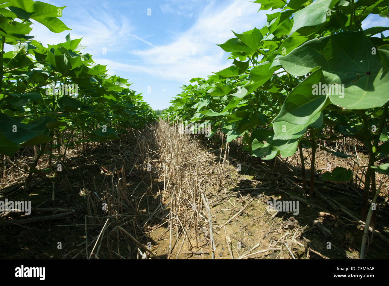 Agriculture - View down between rows of mid growth no-till cotton ...