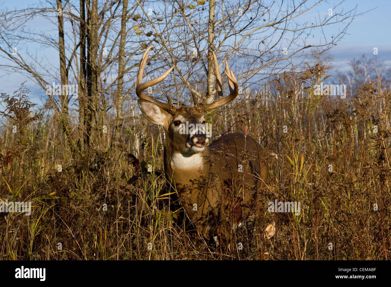 White-tailed buck in autumn Stock Photo - Alamy