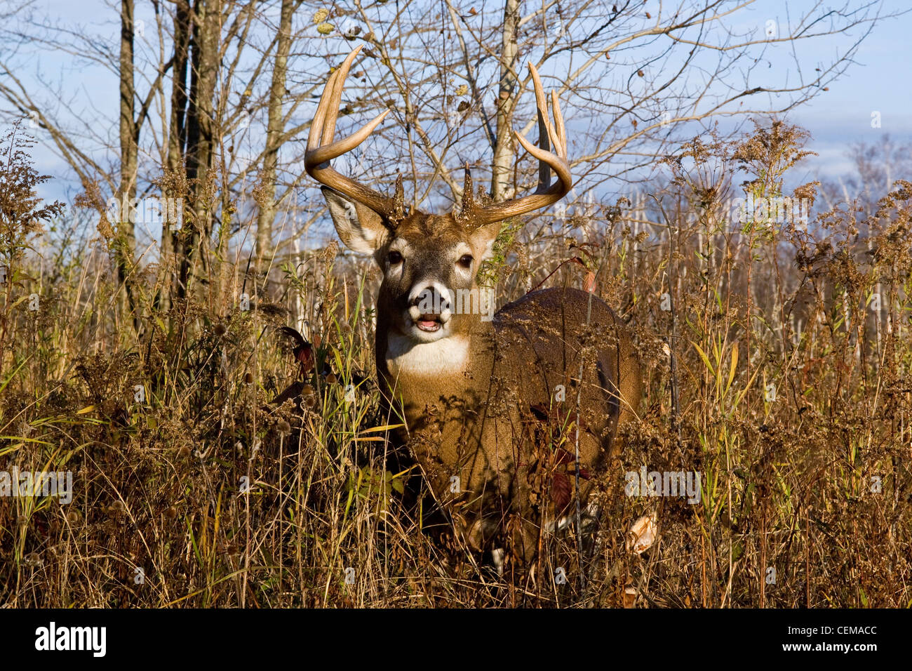 White-tailed buck in autumn Stock Photo - Alamy