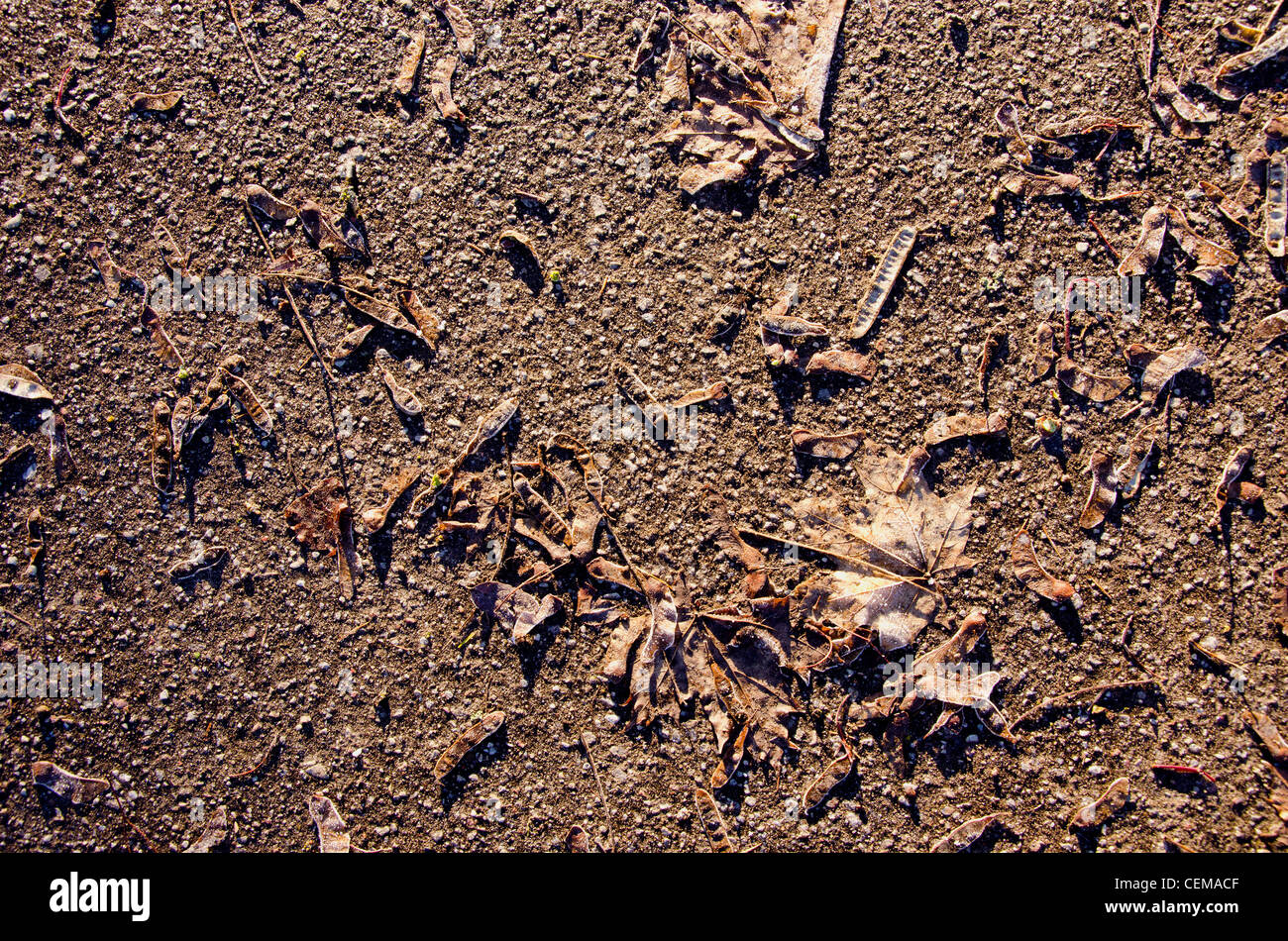 Silver maple seeds hi-res stock photography and images - Alamy