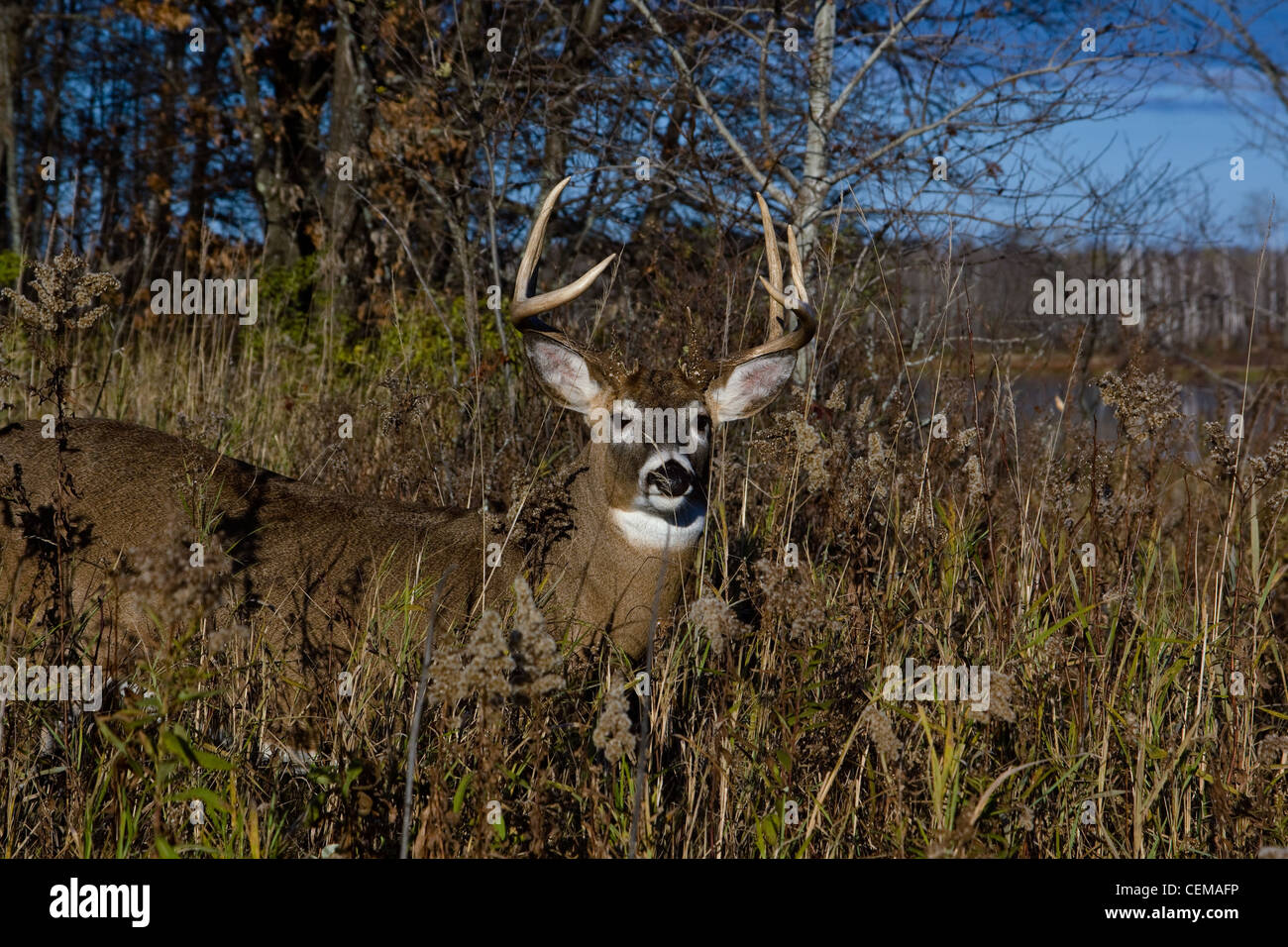 White-tailed buck in autumn Stock Photo - Alamy
