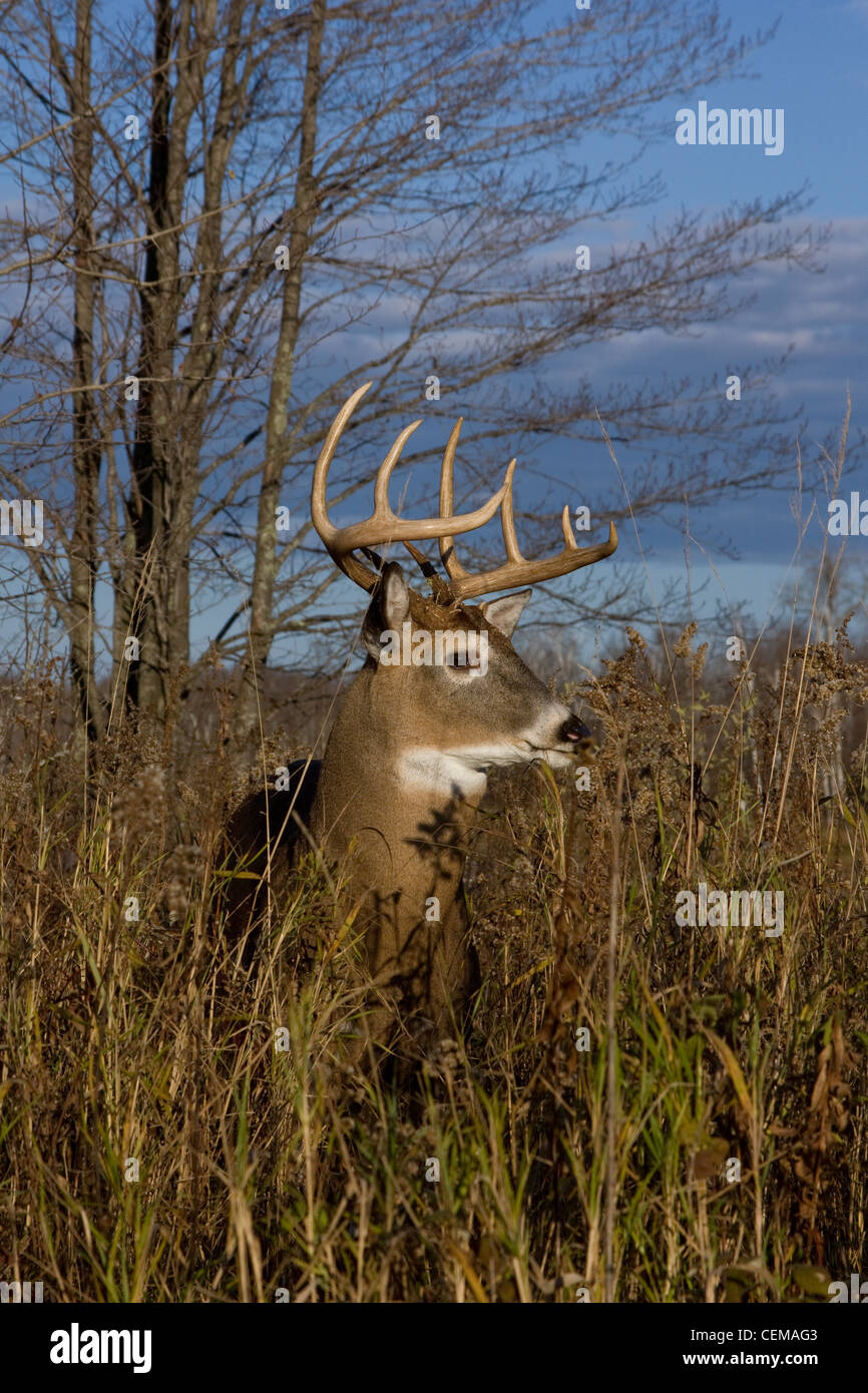 White-tailed buck in autumn Stock Photo - Alamy