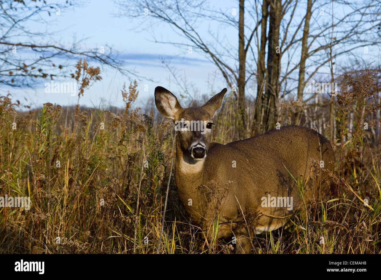 White-tailed doe in autumn Stock Photo - Alamy
