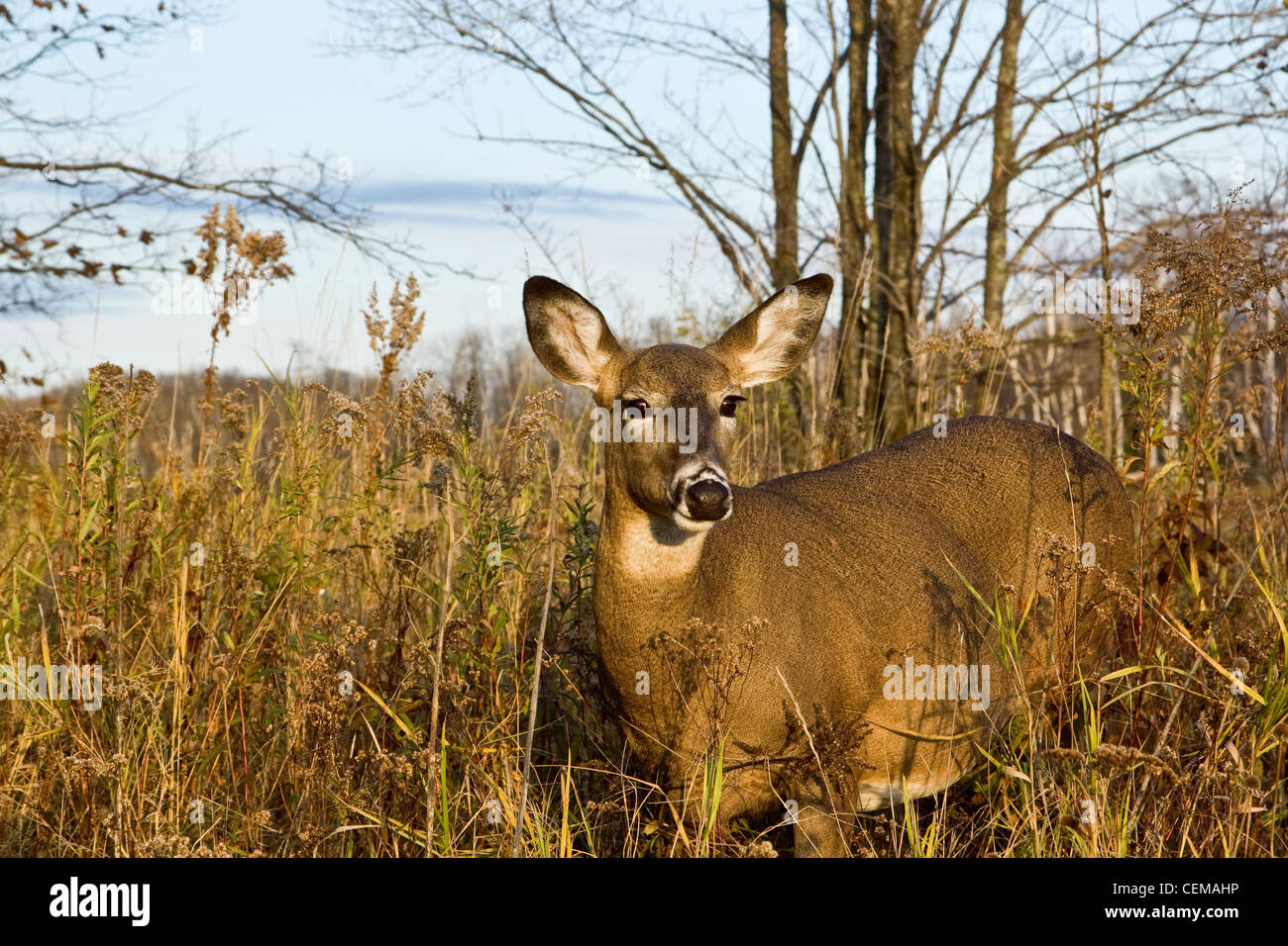 White-tailed doe in autumn Stock Photo - Alamy