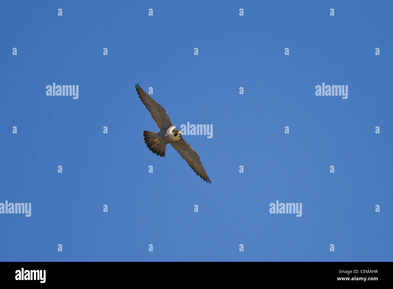 Wanderfalke, Falco peregrinus, peregrine falcon Stock Photo - Alamy