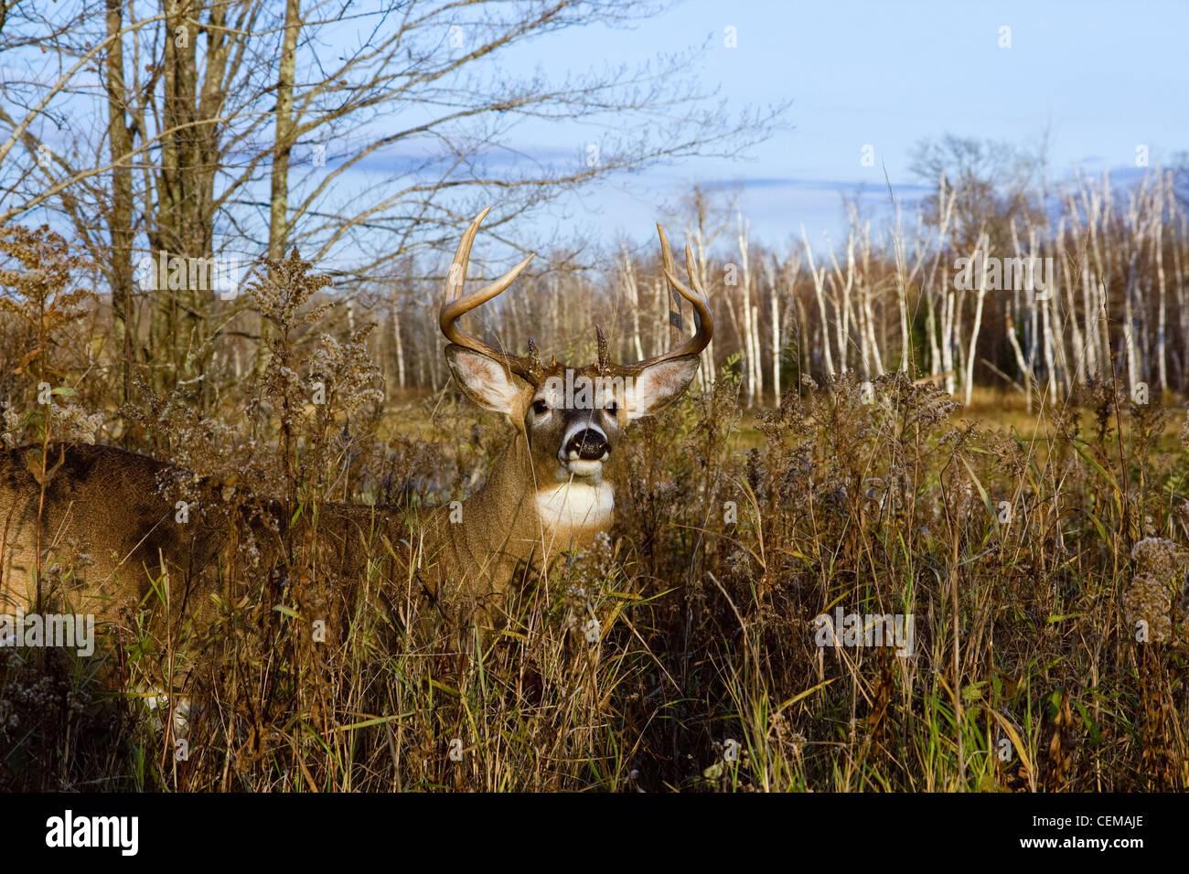 White-tailed buck in autumn Stock Photo - Alamy