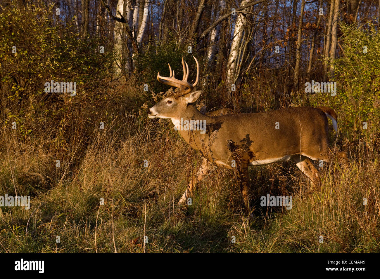 White-tailed buck in autumn Stock Photo - Alamy