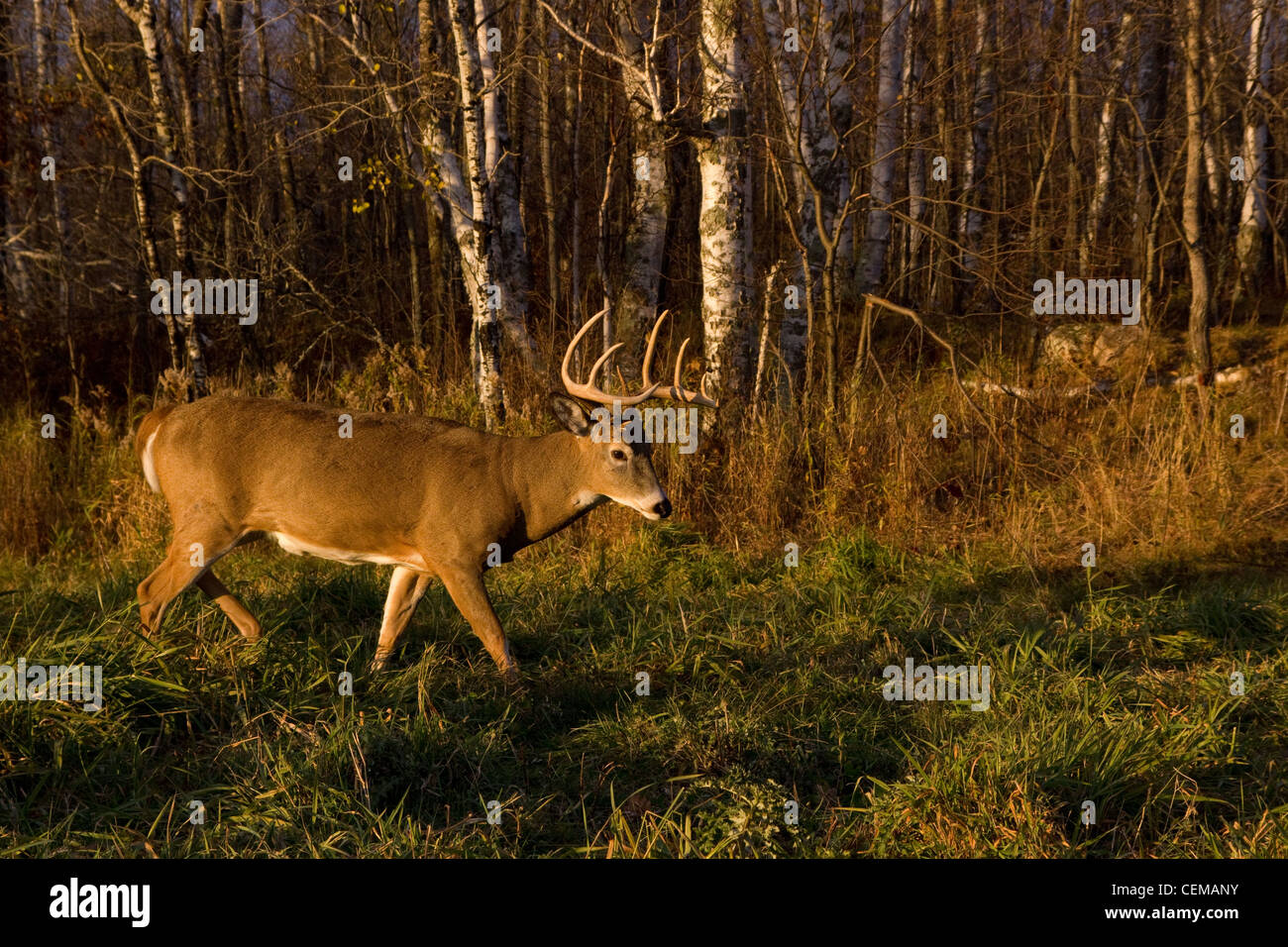 White-tailed buck in autumn Stock Photo - Alamy