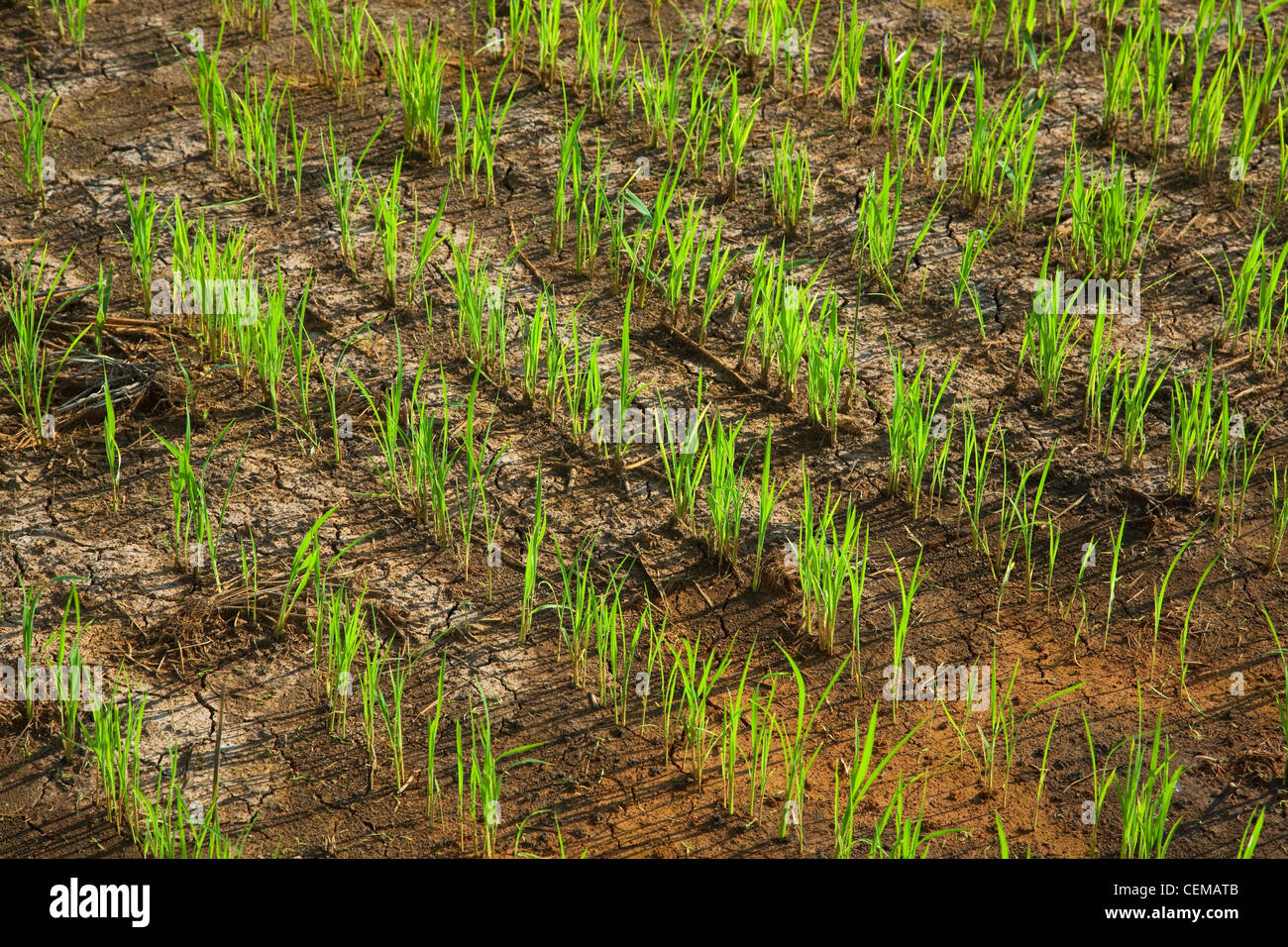 Agriculture - Rows of early growth rice plants at the 4-6 leaf stage ...