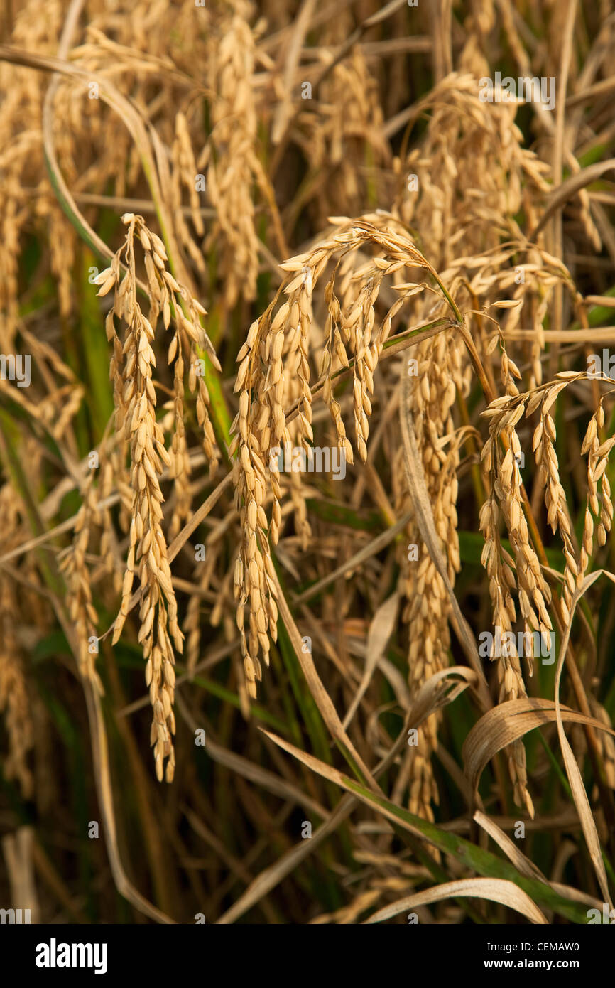 Rice mature hi-res stock photography and images - Alamy