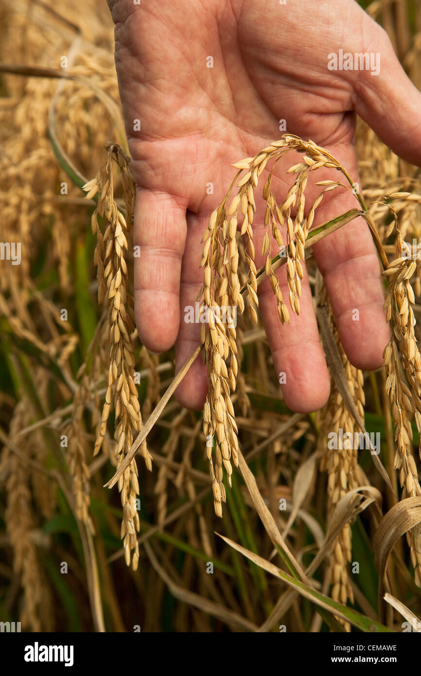 Agriculture - Closeup of a farmers hand with mature harvest stage rice ...