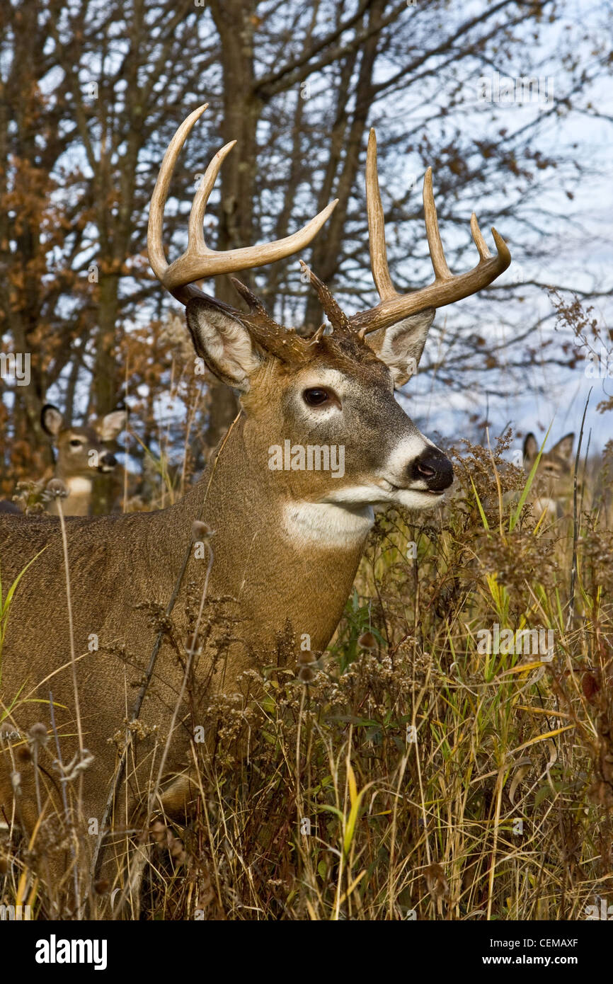 White-tailed buck in autumn Stock Photo - Alamy