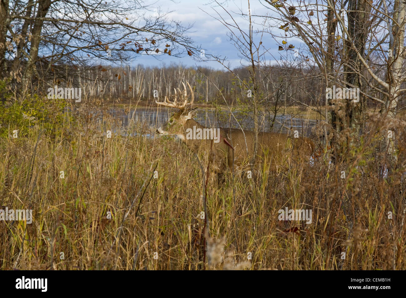 White-tailed buck in fall Stock Photo - Alamy