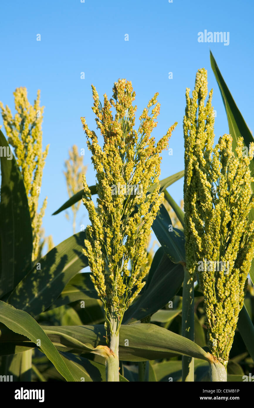 Agriculture - Closeup of grain sorghum (milo) plants with fully formed ...