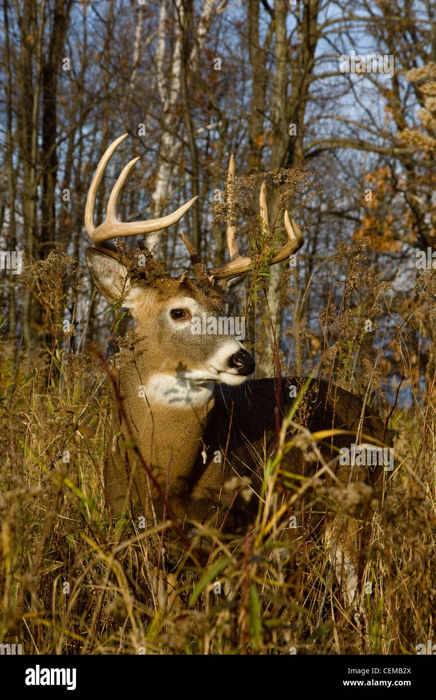 White-tailed buck in autumn Stock Photo - Alamy