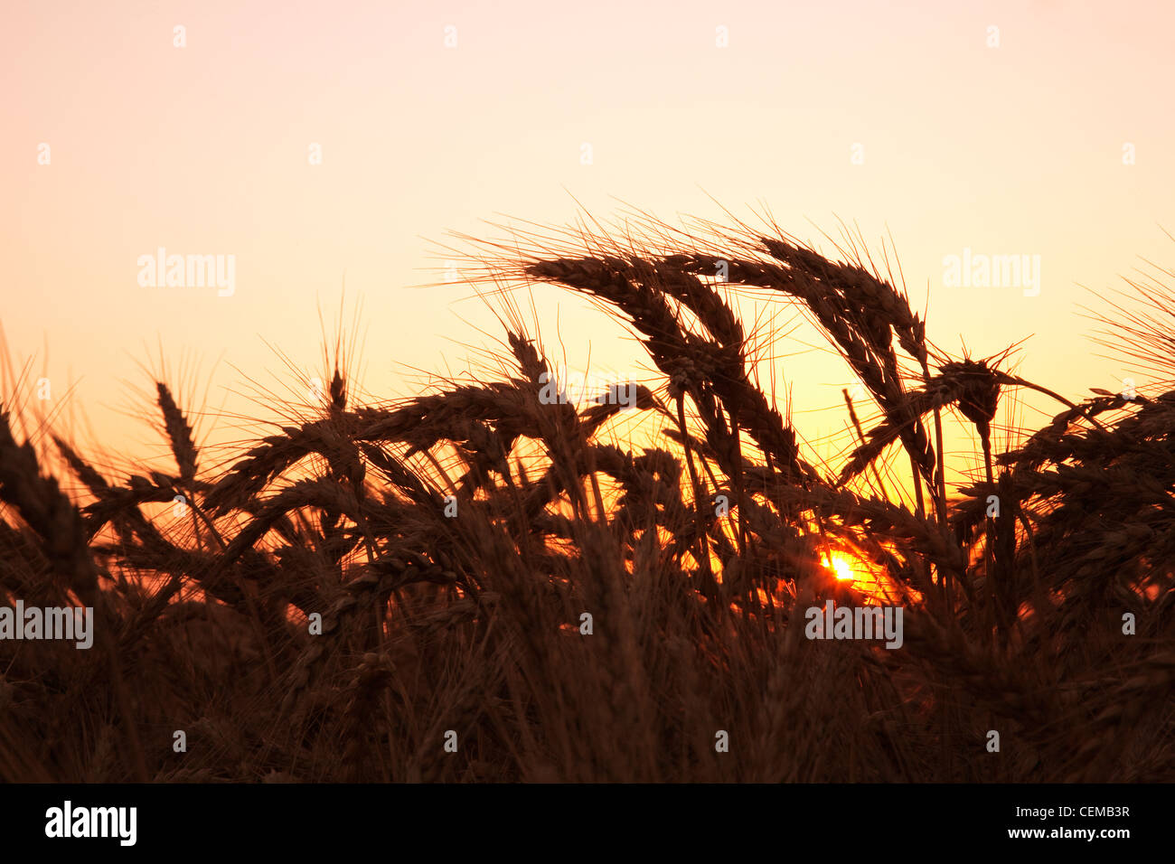 Soft red winter wheat hi-res stock photography and images - Alamy