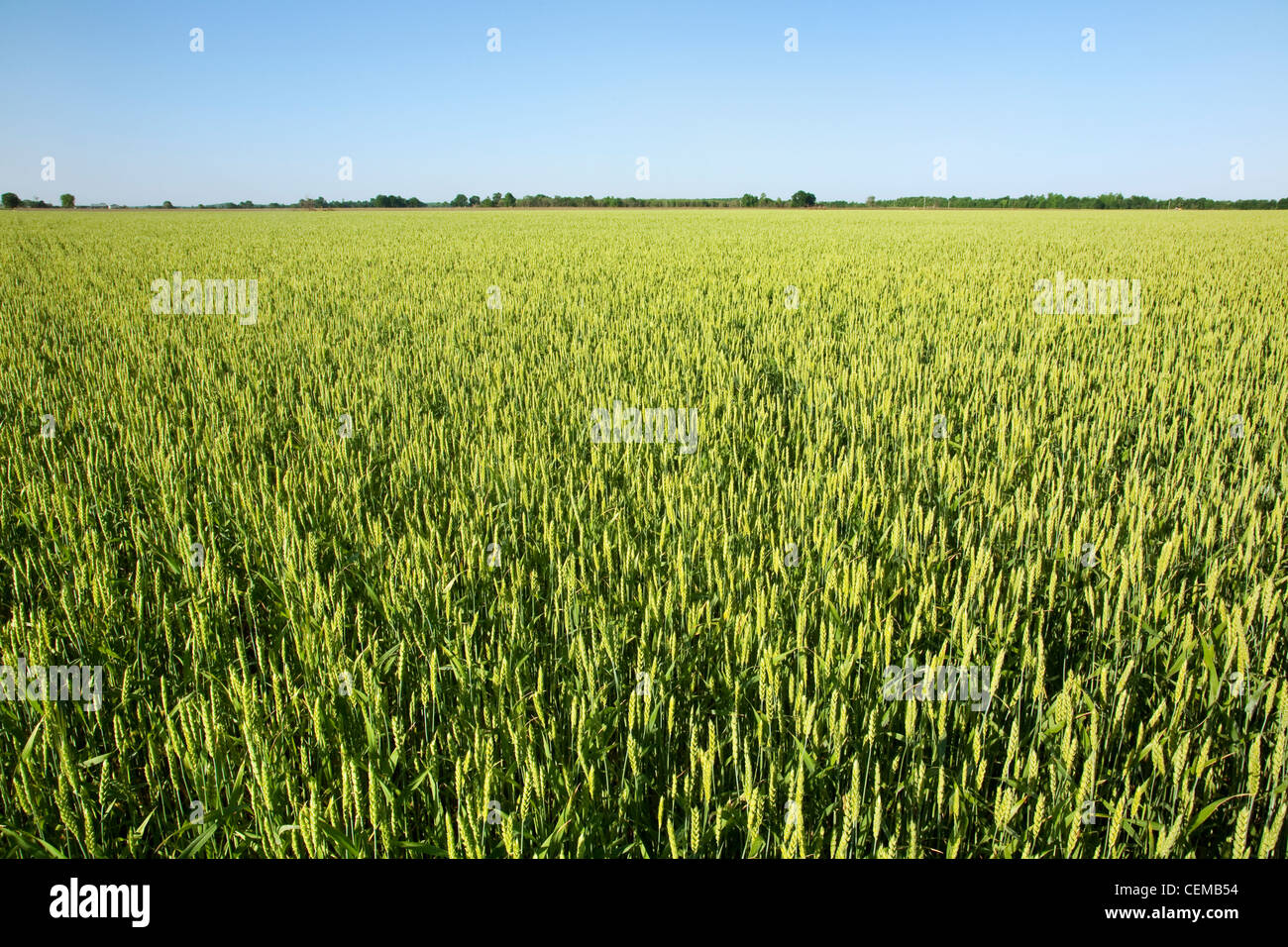 Field of headed out maturing mid growth soft red winter wheat in mid ...