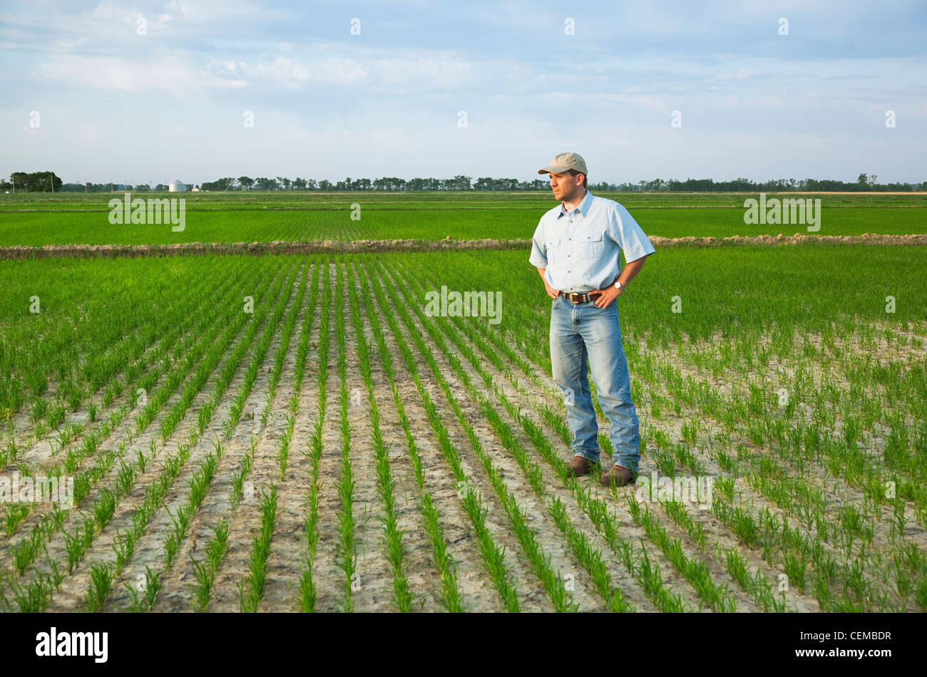 Immature rice plants hi-res stock photography and images - Alamy