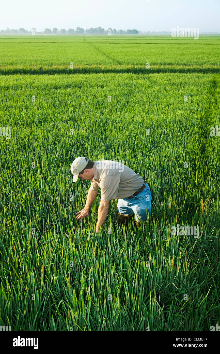 Agriculture - A farmer (grower) inspects his mid growth rice crop at ...