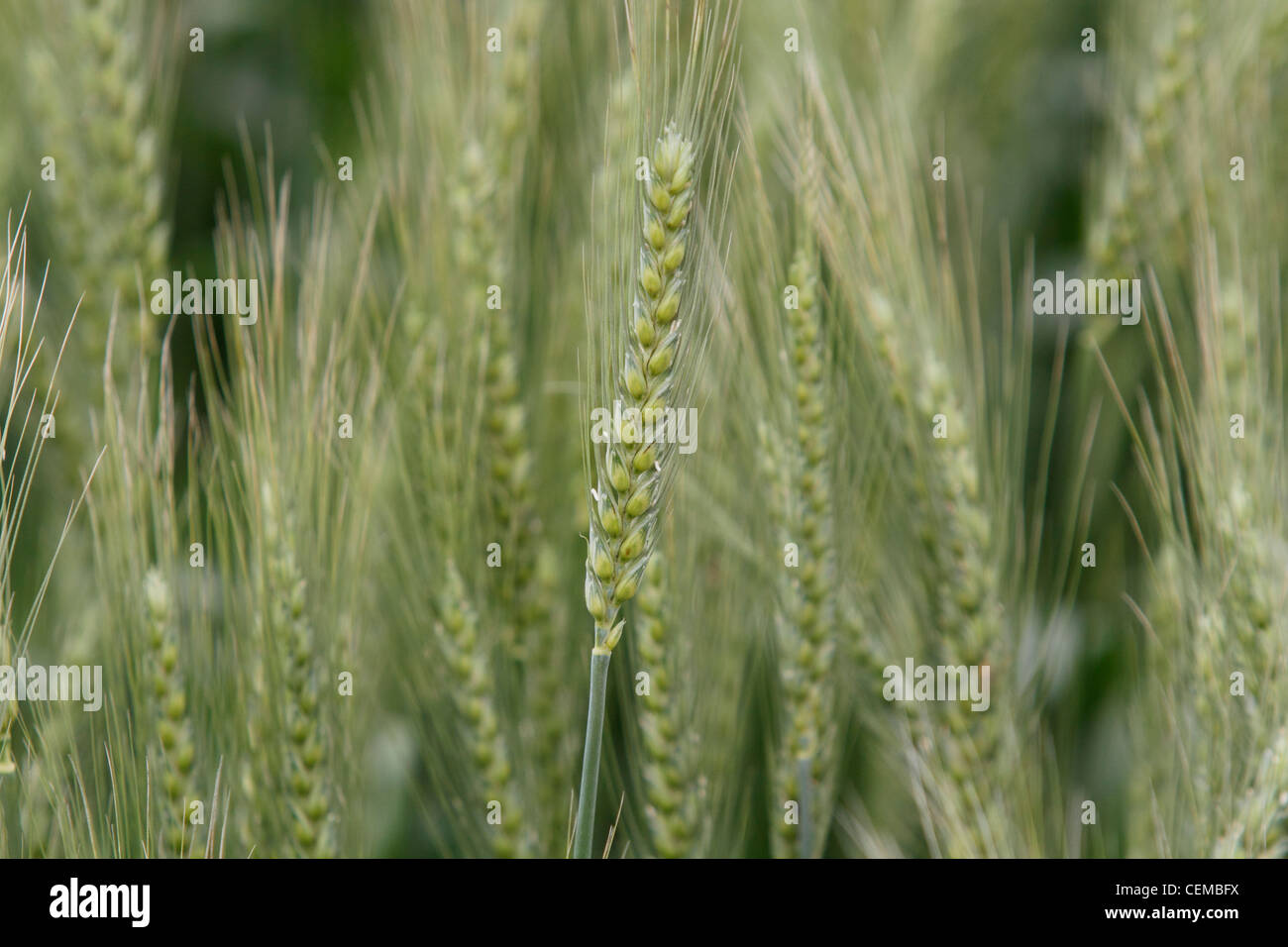 Green wheat grows in field Stock Photo - Alamy