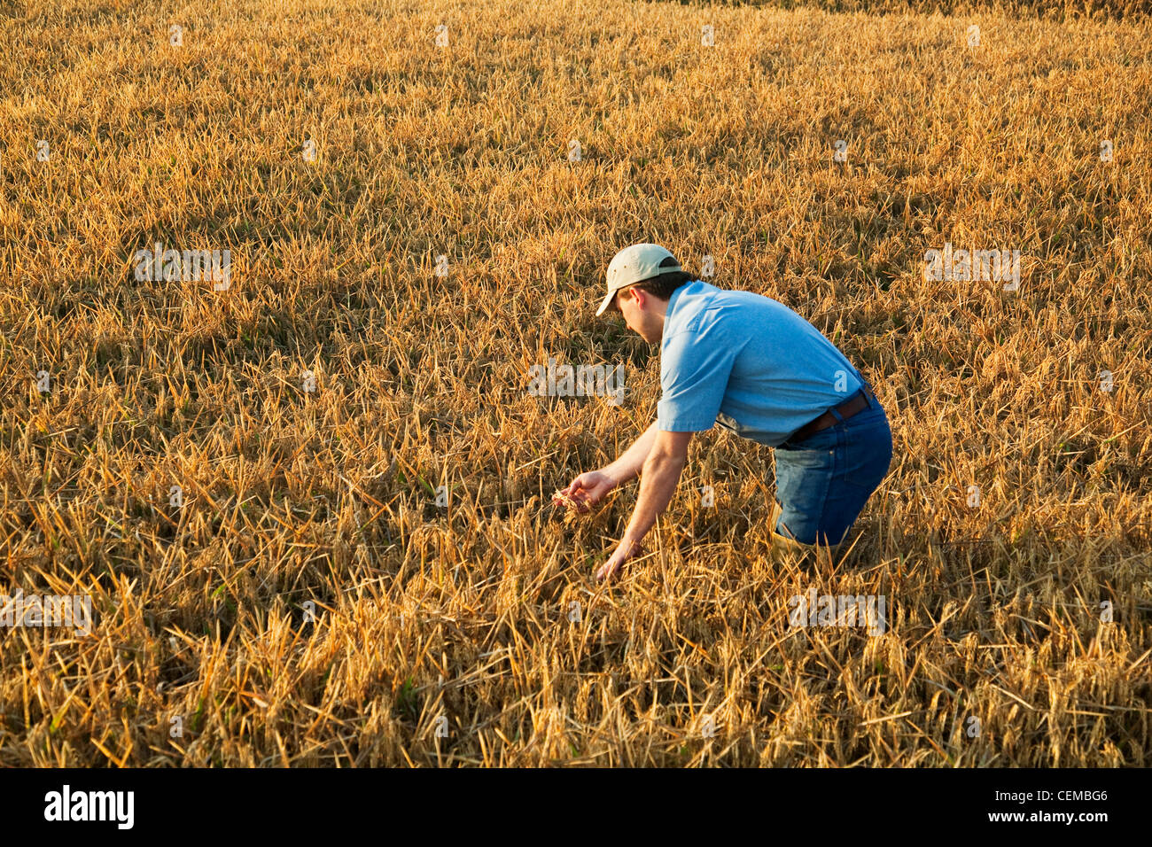 A farmer (grower) in his field inspects his nearly mature rice crop in ...