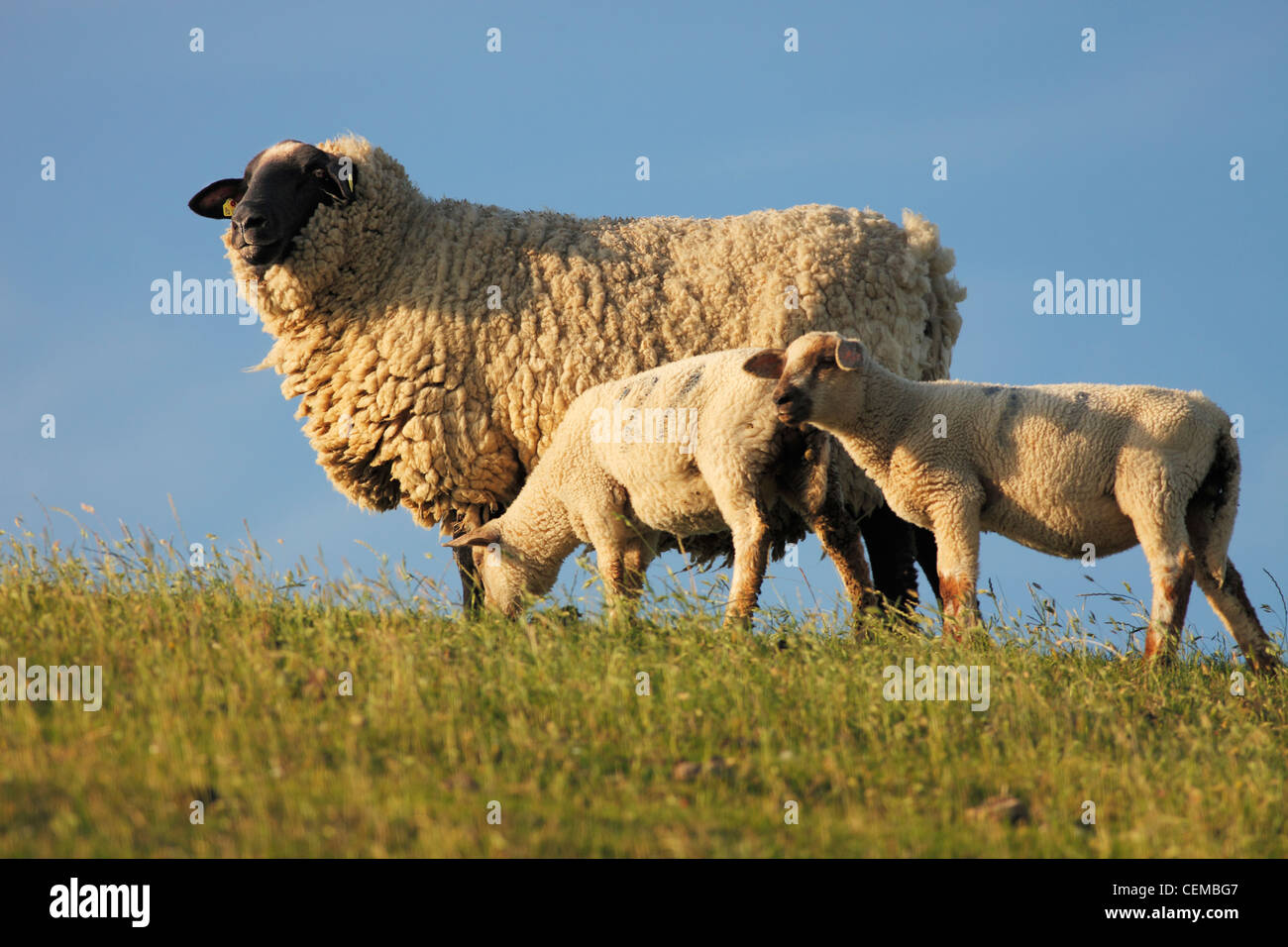 Suffolk sheep hi-res stock photography and images - Alamy