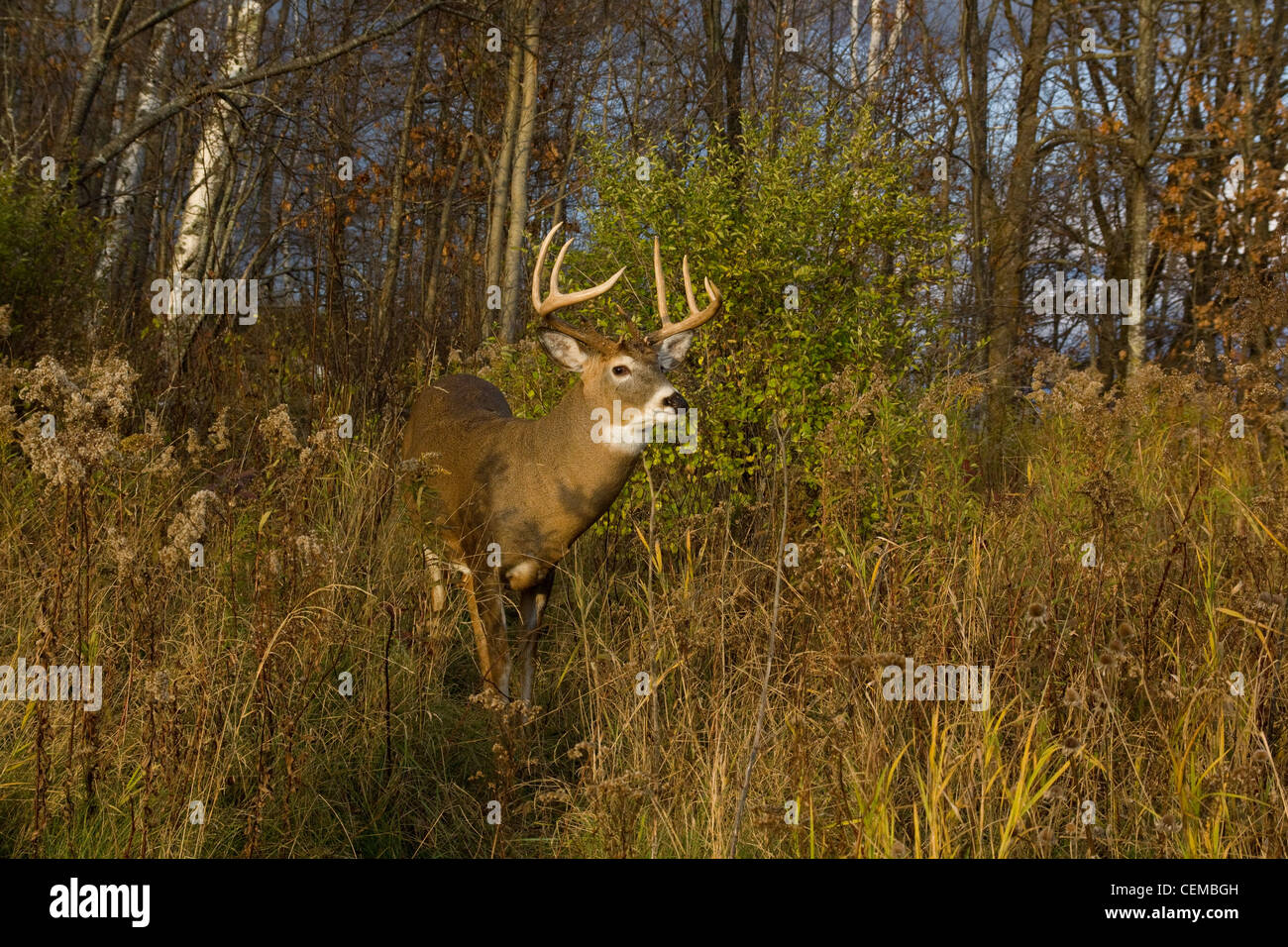 White-tailed buck in autumn Stock Photo - Alamy