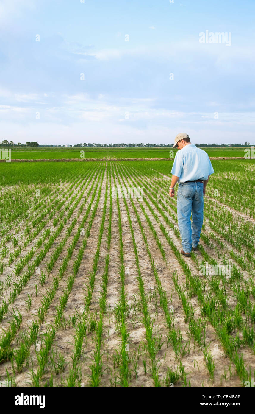 Rice crop hi-res stock photography and images - Alamy