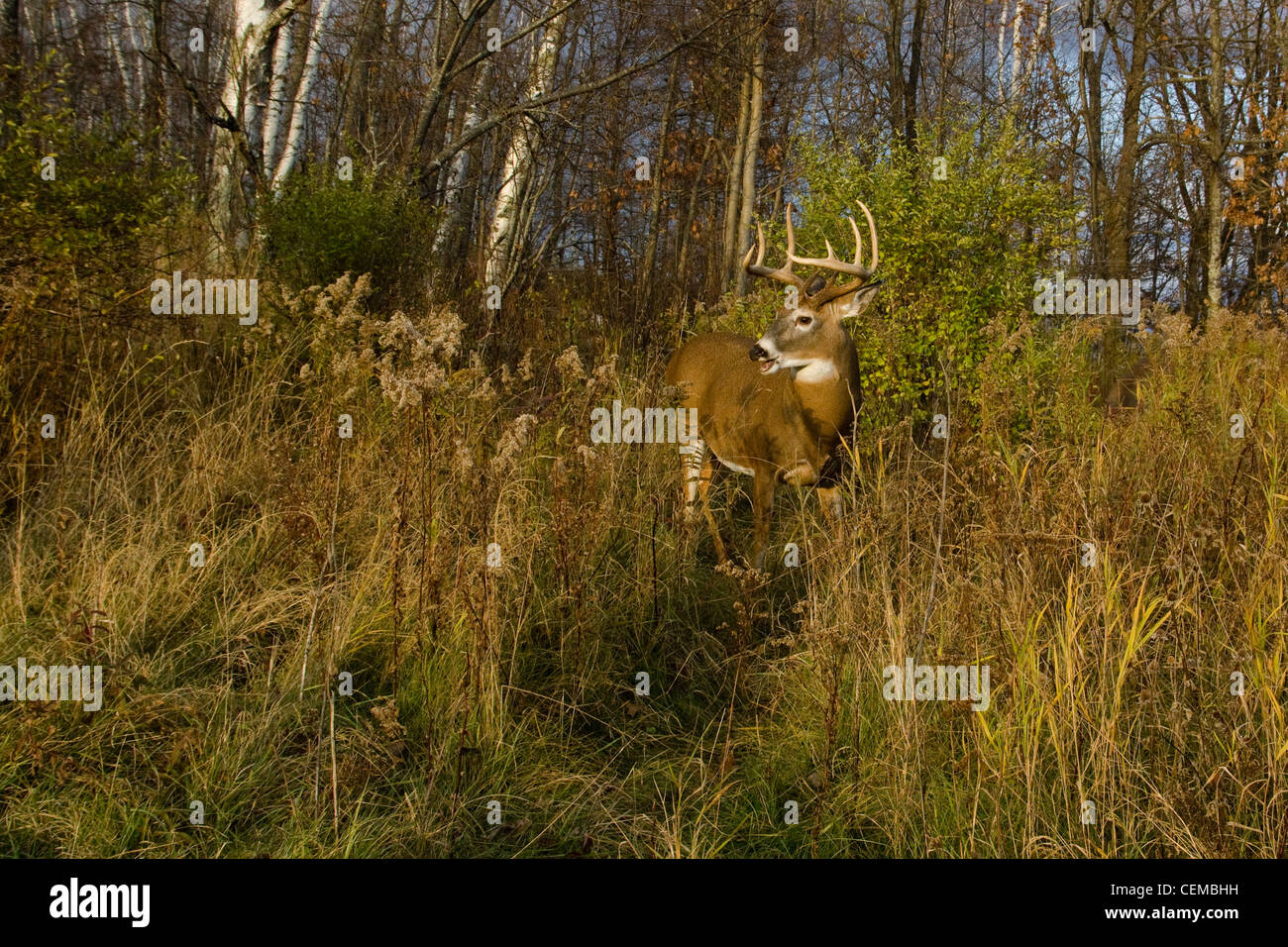 White-tailed buck in autumn Stock Photo - Alamy