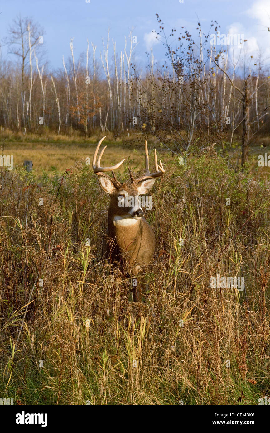 Four trees and golden field hi-res stock photography and images - Alamy