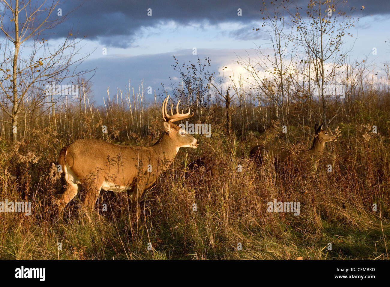 Cloud Buck High Resolution Stock Photography and Images - Alamy