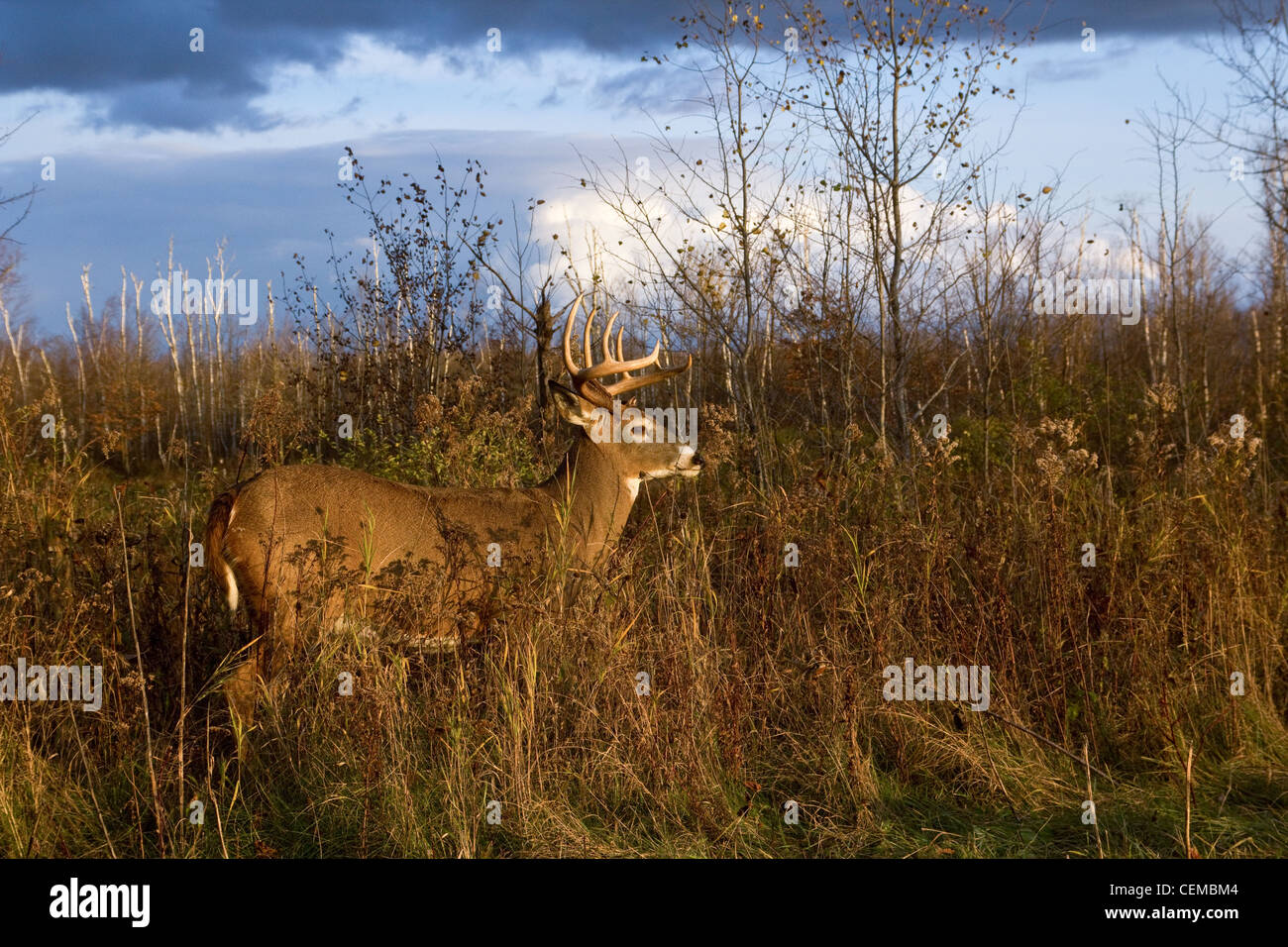Buck whitetail deer hi-res stock photography and images - Alamy