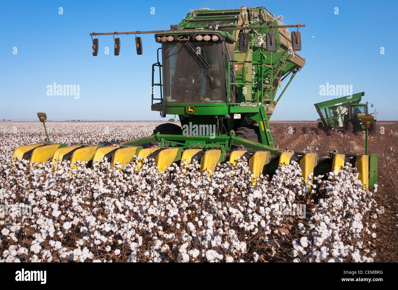 An 8-row John Deere cotton stripper harvests a field of mature high ...