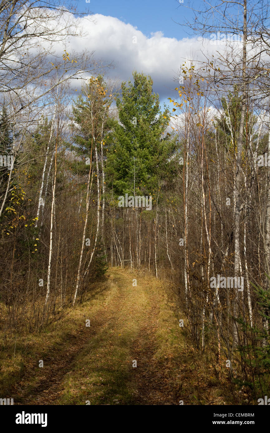 Path in the woods Stock Photo - Alamy