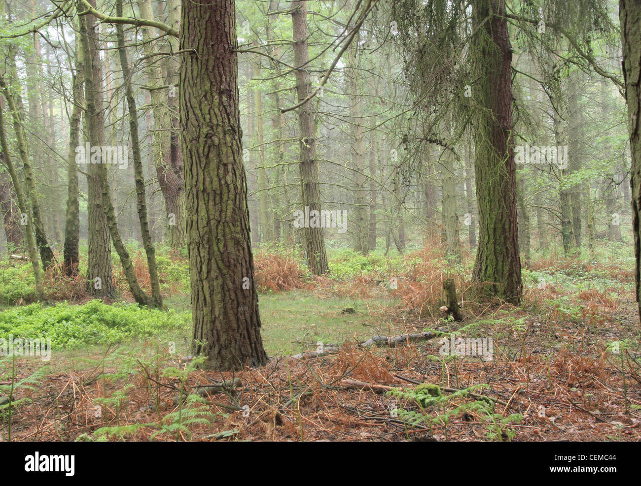 Cannock Chase at dusk Stock Photo - Alamy