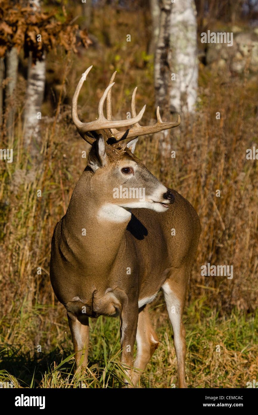 White-tailed buck in fall Stock Photo - Alamy