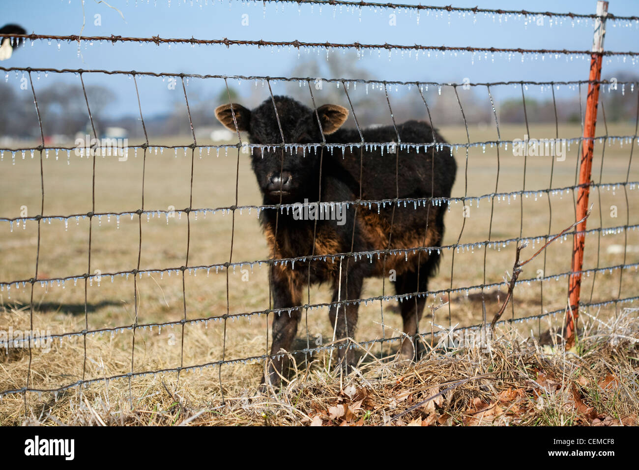 Livestock - Black Angus beef calf on a dry, cold winter pasture through ...