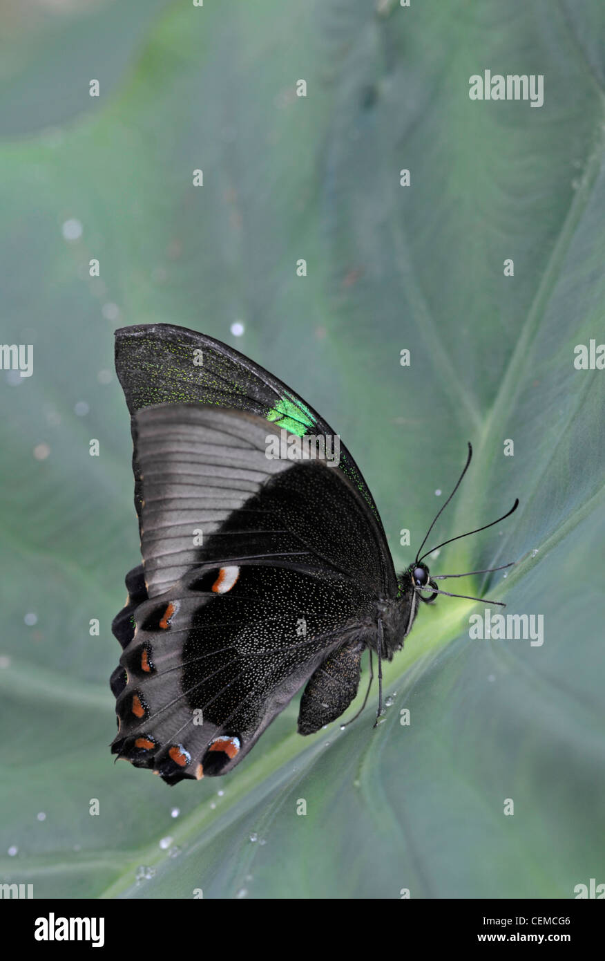 Emerald Swallowtail Butterfly: Papilio palinurus Stock Photo - Alamy