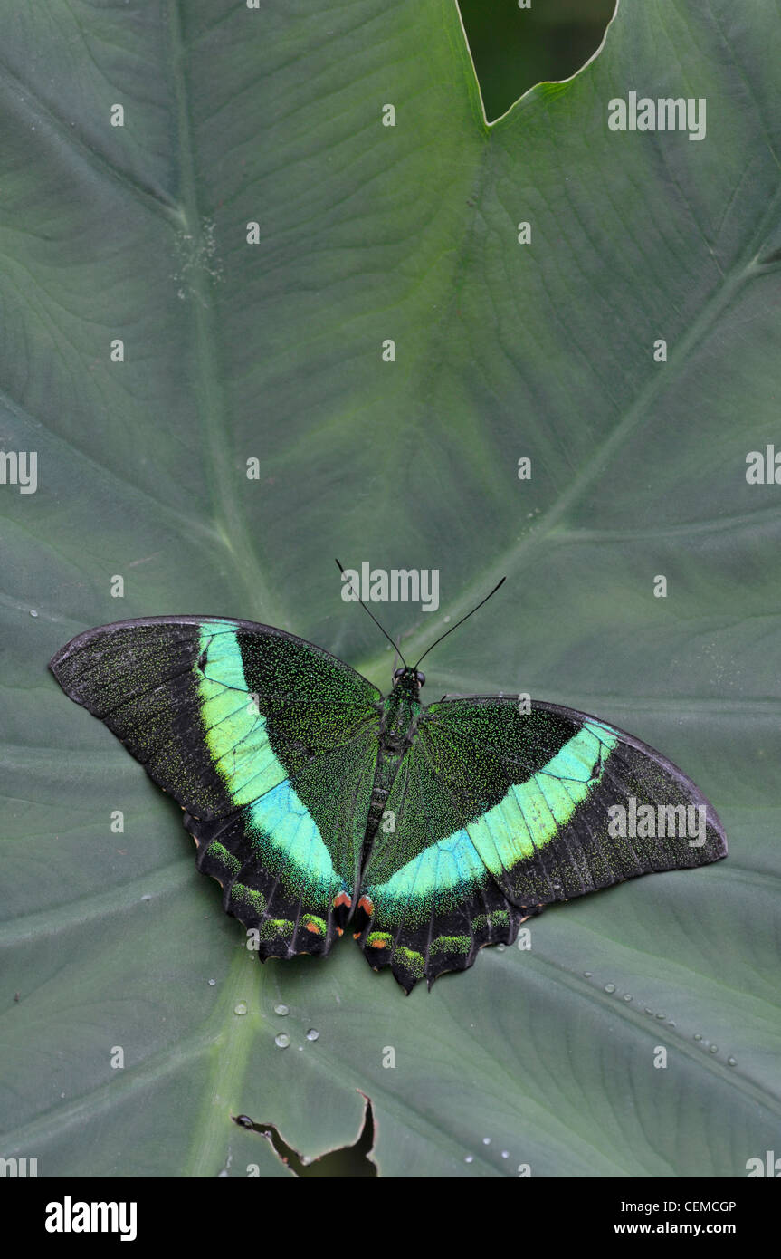 Emerald Swallowtail Butterfly: Papilio palinurus Stock Photo - Alamy