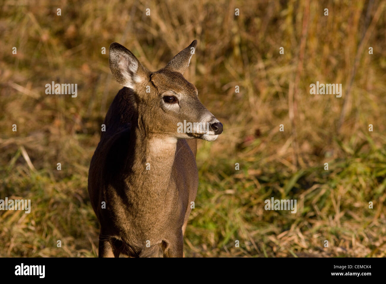 White-tailed fawn in fall Stock Photo - Alamy