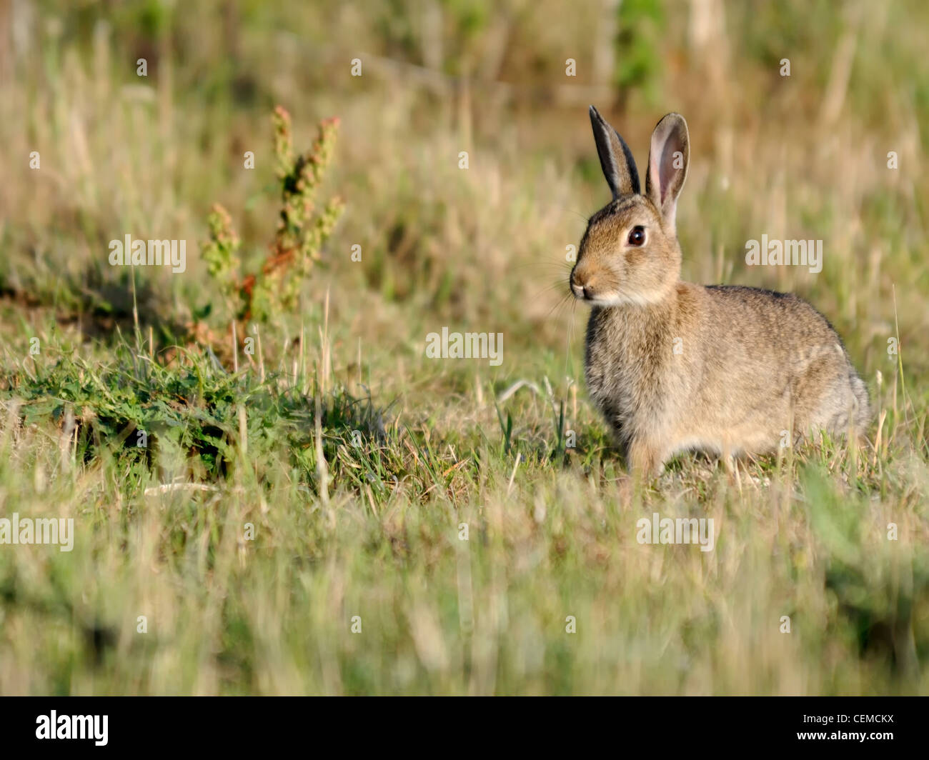 Doug merrick british mammals hi-res stock photography and images - Alamy
