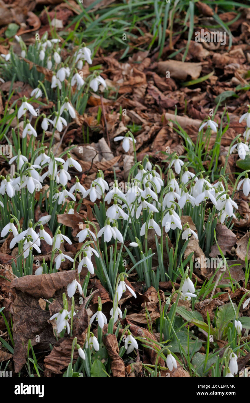 Snowdrop: Galanthus nivalis Stock Photo - Alamy