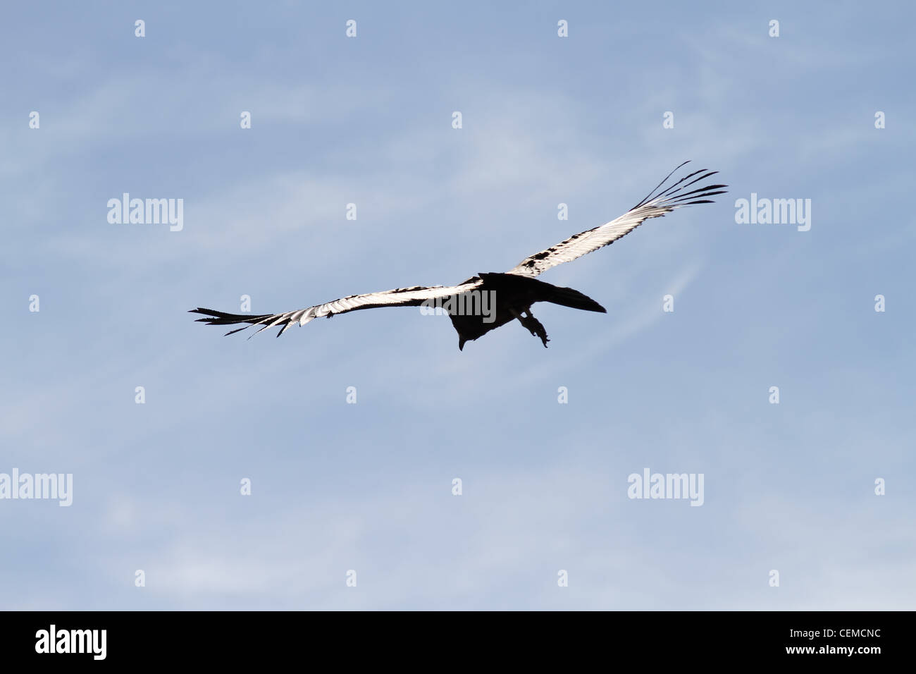 Condor wingspan hi-res stock photography and images - Alamy