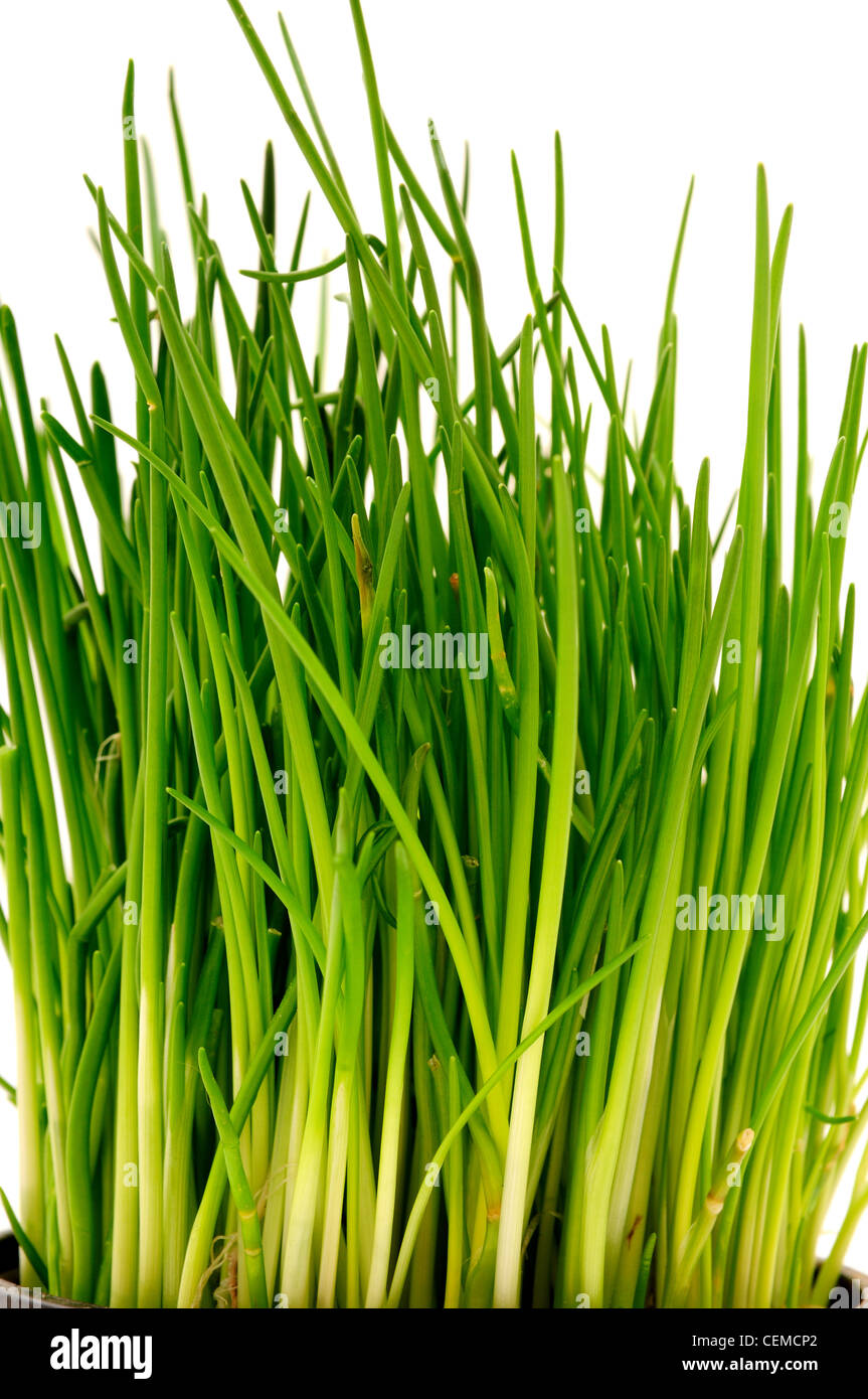 Chives bulbs allium schoenoprasum hi-res stock photography and images ...
